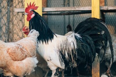 Lakenvelder Chicken - Breed Profile - Backyard Poultry